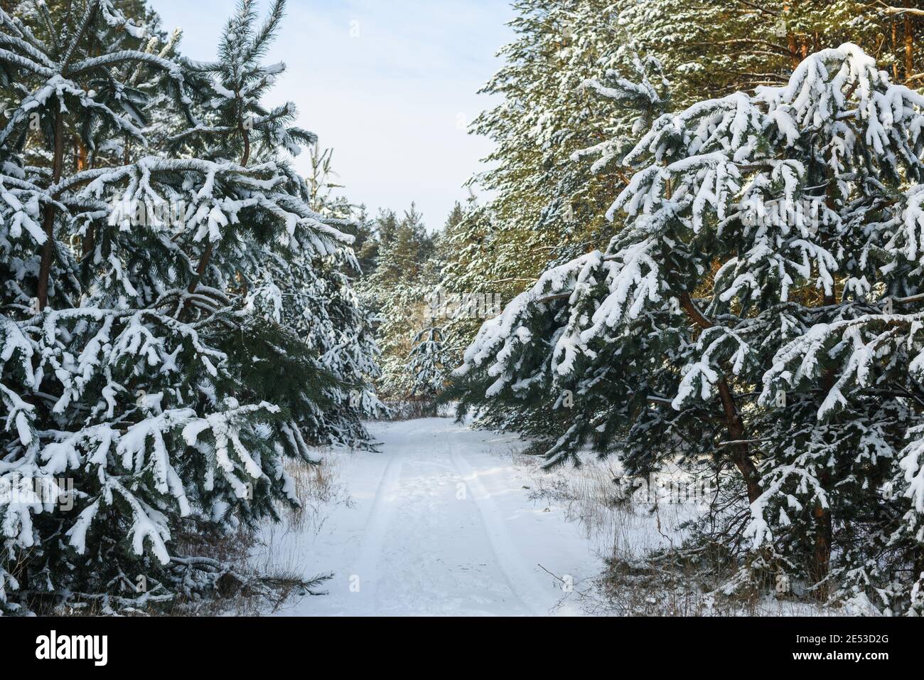 Winter forest road between trees with snow Stock Photo - Alamy