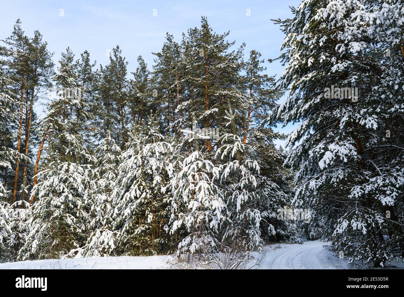 Forest landscape with snow on pine trees Stock Photo - Alamy