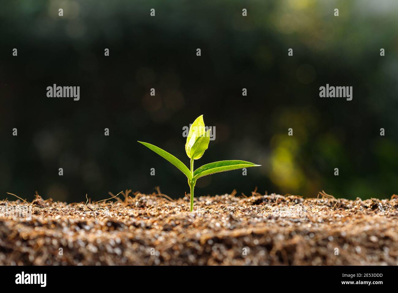 Sprout in fertile soil hi-res stock photography and images - Alamy