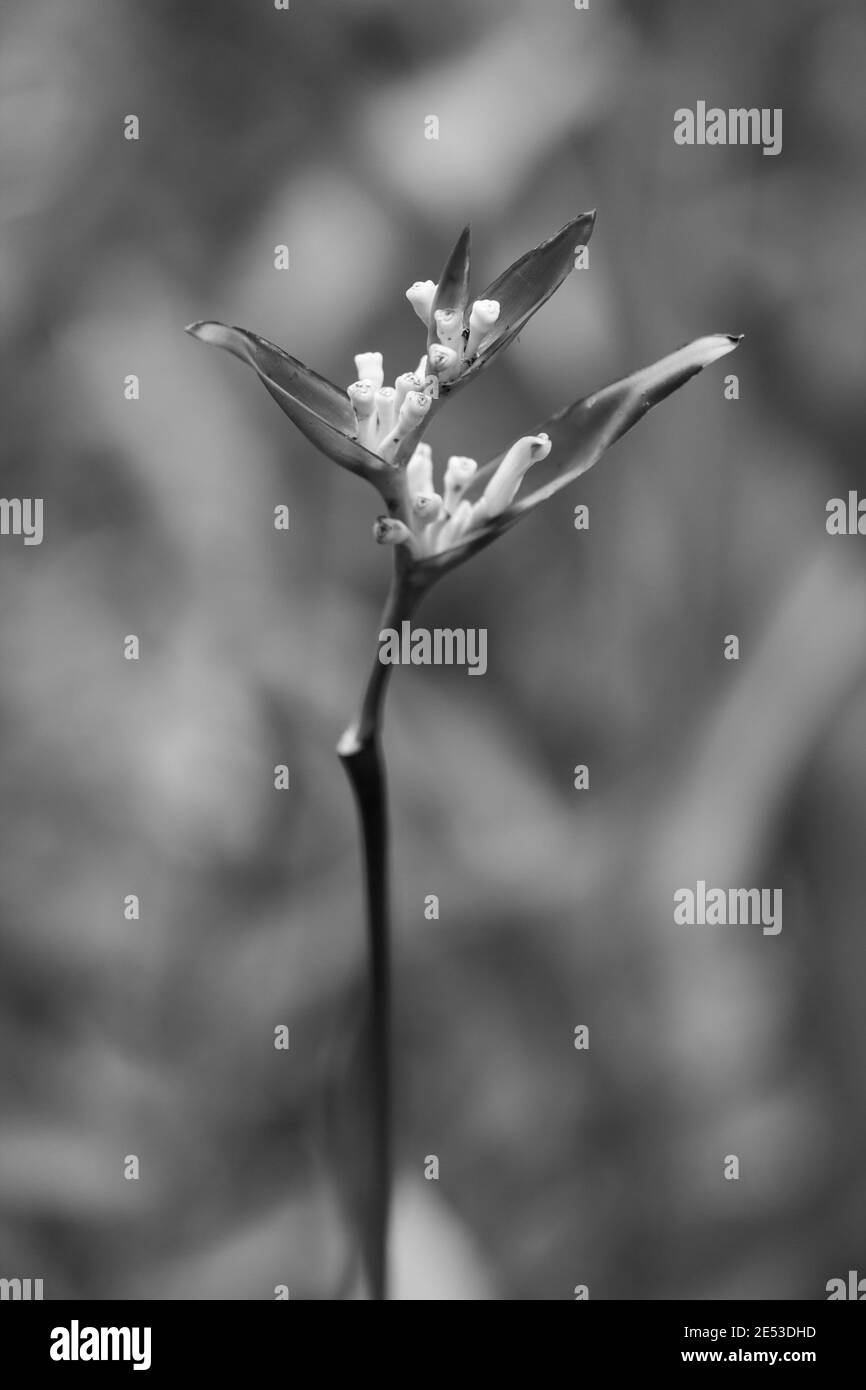 Exotic color bird Black and White Stock Photos & Images - Alamy