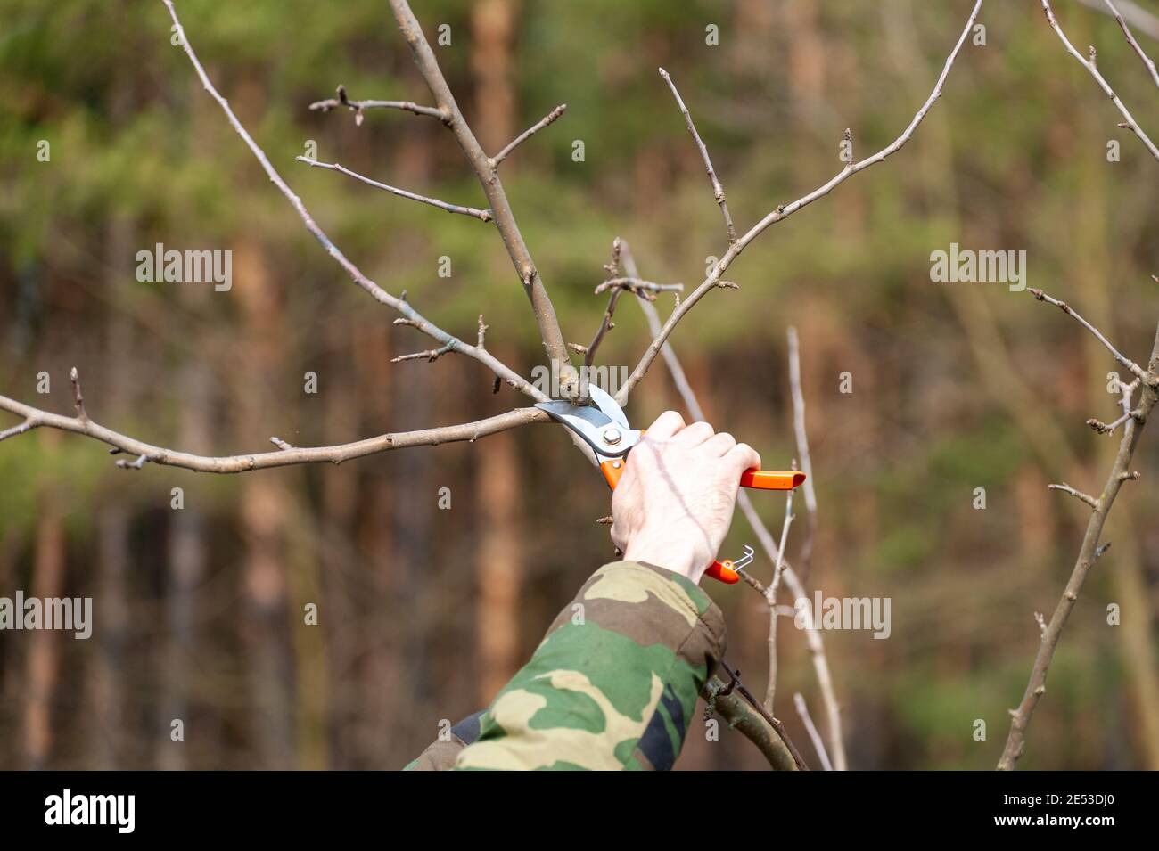 Season pruning of trees. The farmer looks after the orchard Stock Photo ...