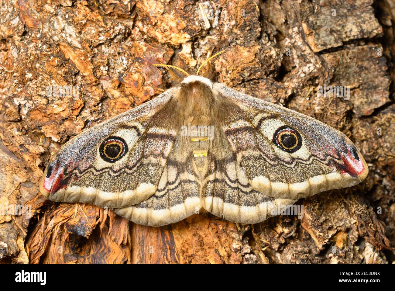 Camo Moth With Pattern