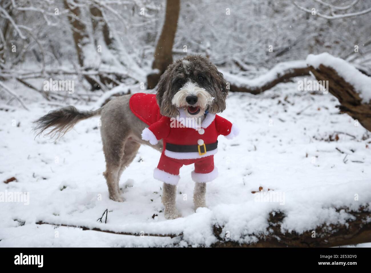 Santadog hi-res stock photography and images - Alamy