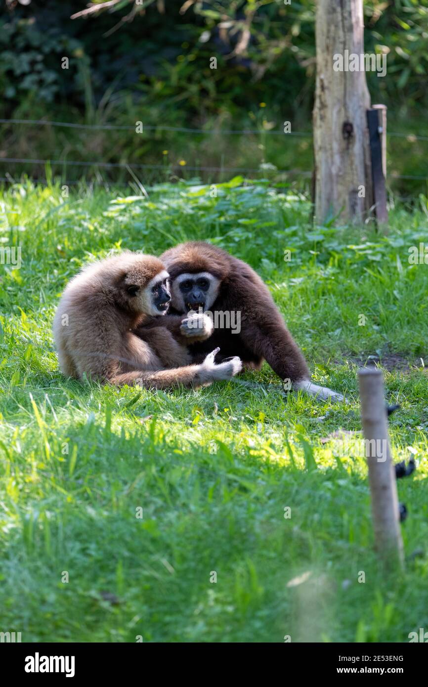 Enclosure movement hi-res stock photography and images - Alamy