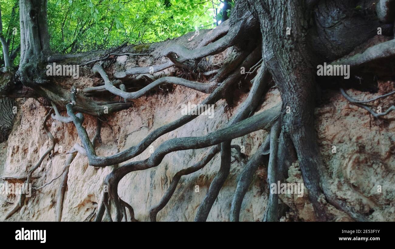 Medium shot of exposed tree roots in natural loess ravine. Amazing ...