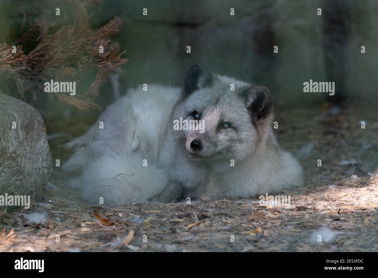 Blind Arctic Fox with its head tilted laying down in a cage Stock Photo ...