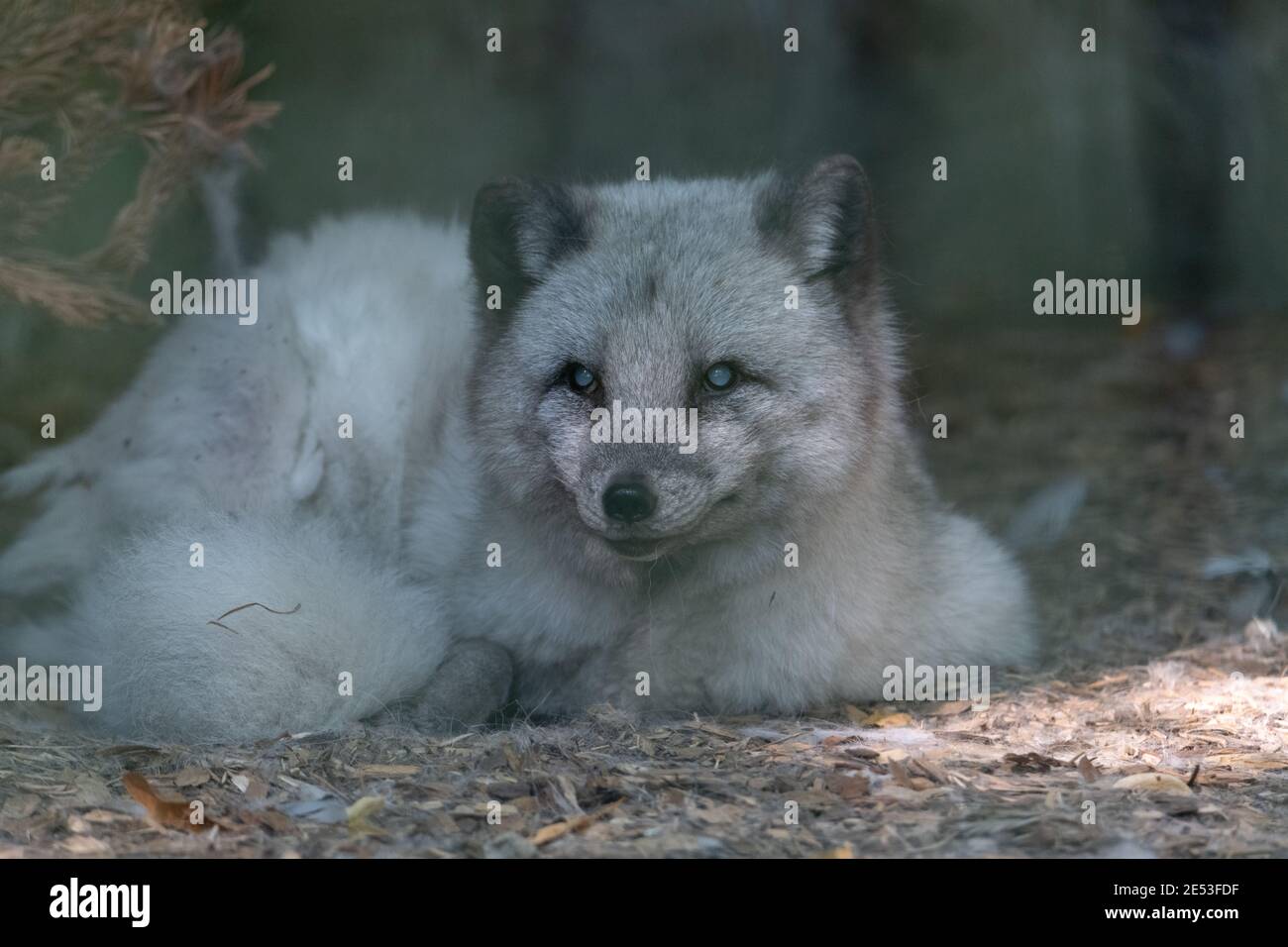 Fox fur cage hi-res stock photography and images - Alamy