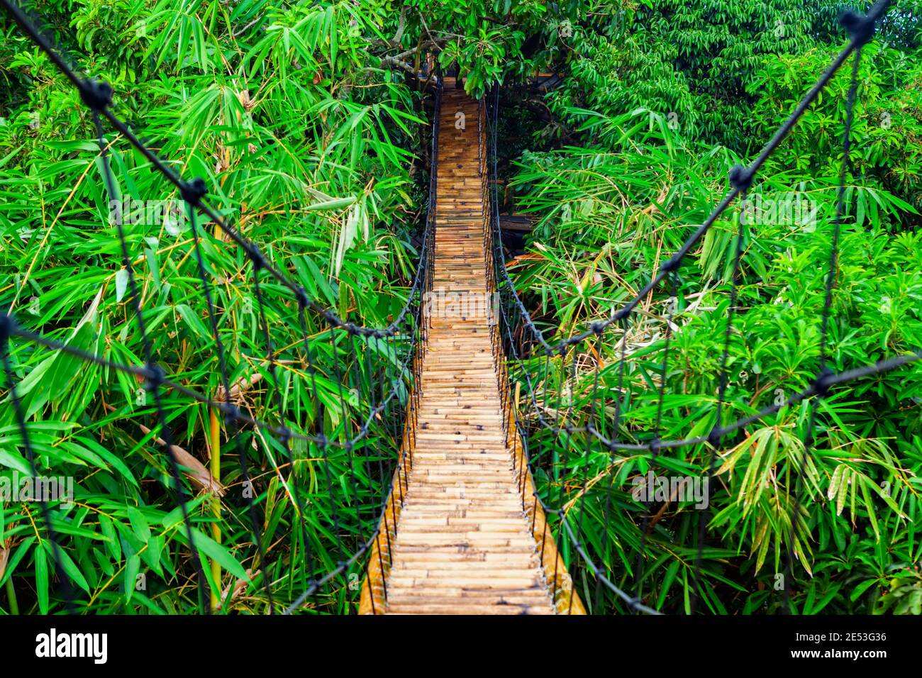 Jungle Bamboo Bridge Stone Stairs Leading To Woven Bamboo Bridge Over