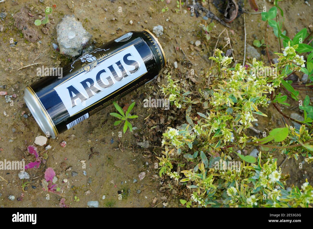 POZNAN, POLAND - Jul 09, 2017: Empty Polish Argus beer can laying on ...