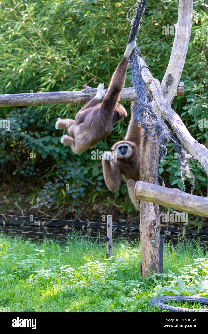 Swinging monkey hi-res stock photography and images - Alamy