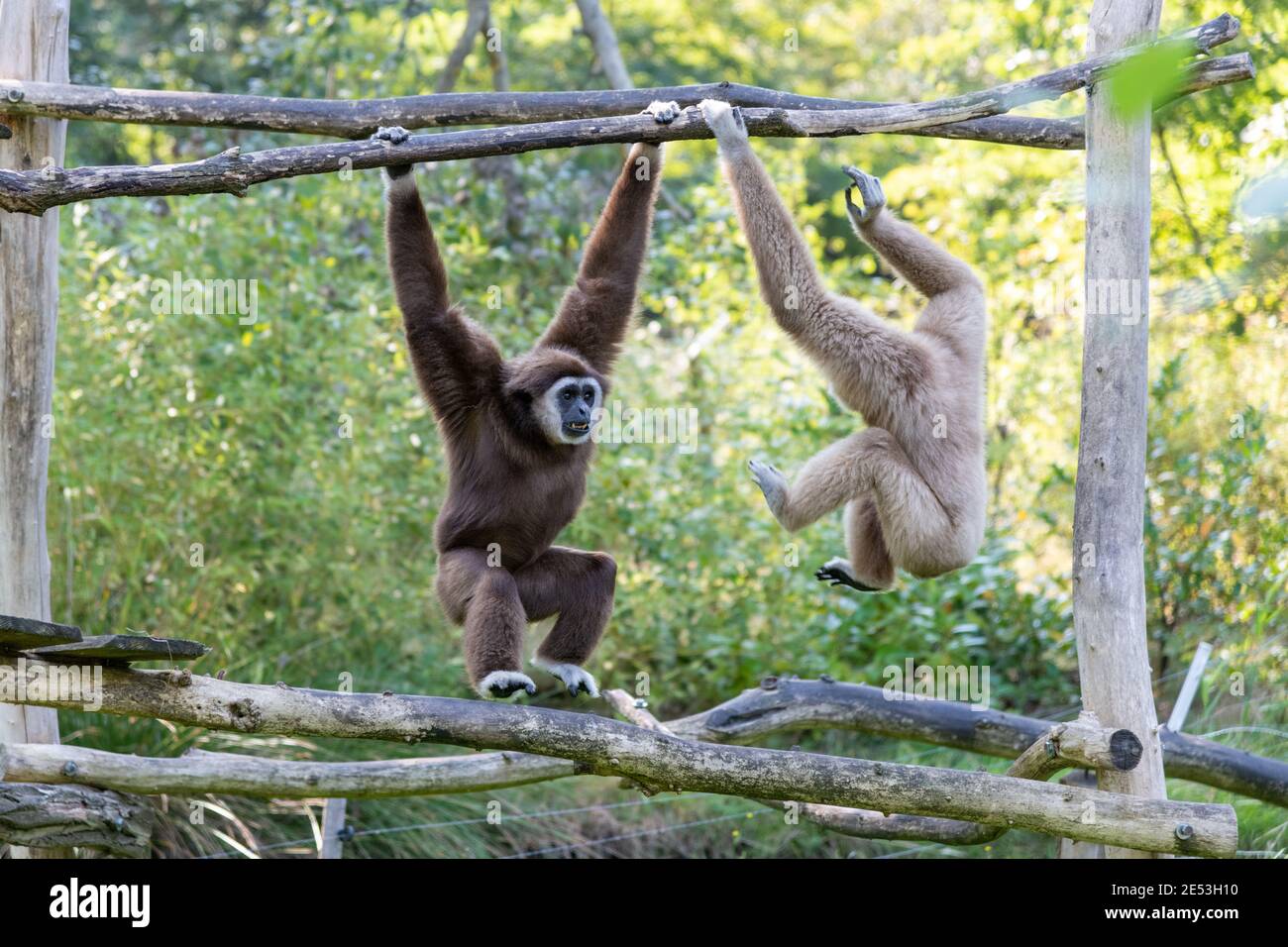 Two swinging Gibbons, getting close to each other for a fight fighting ...