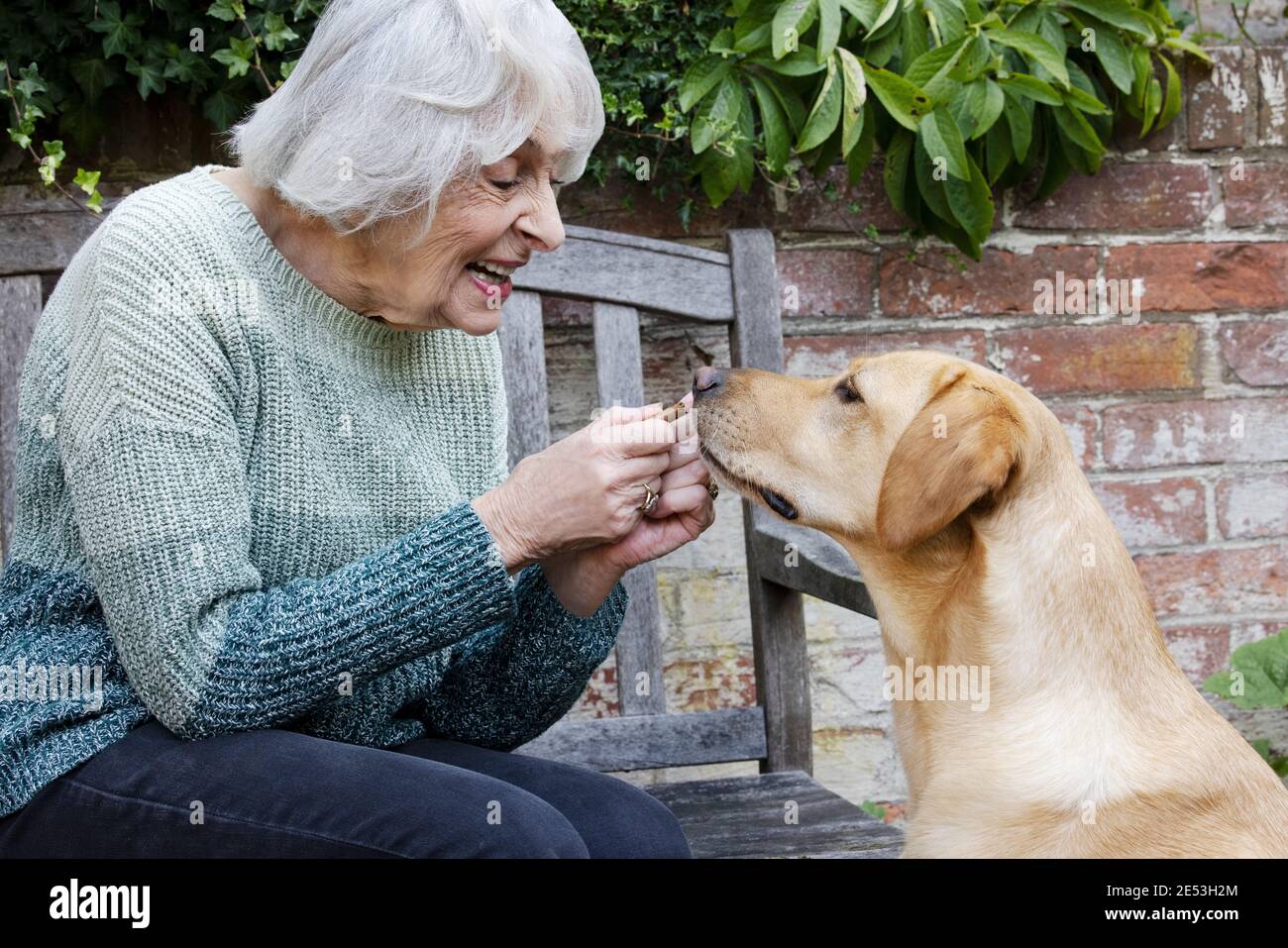 Old Dog Training For Seniors – How to Crate Train an Older Dog ...