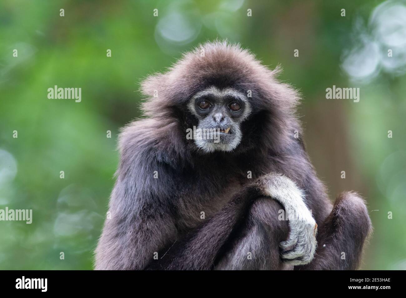 Lar gibbon white handed gibbon ape monkey portrait close up Stock Photo ...