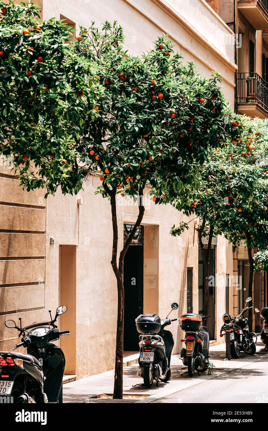 BARCELONA, SPAIN - JUNE 07, 2019: Orange Trees In Barcelona City Stock ...