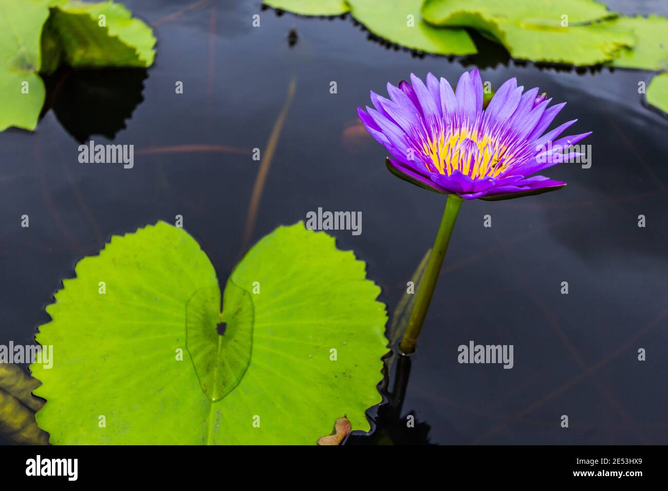 Violet Lotus Flower Closeup Stock Photo - Alamy