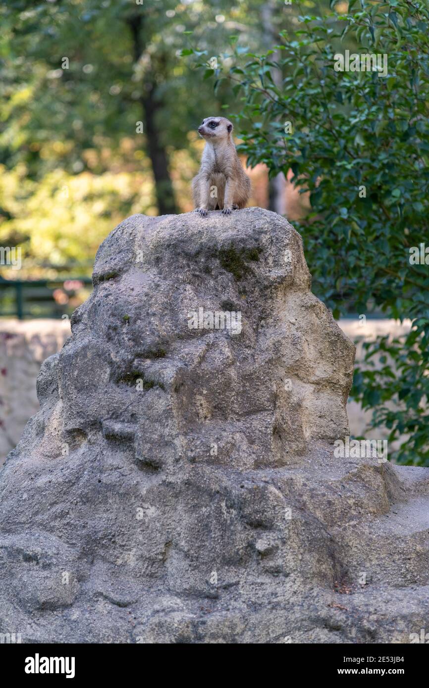 Meerkat standing on a stone, watchfully guarding the area on a sunny ...