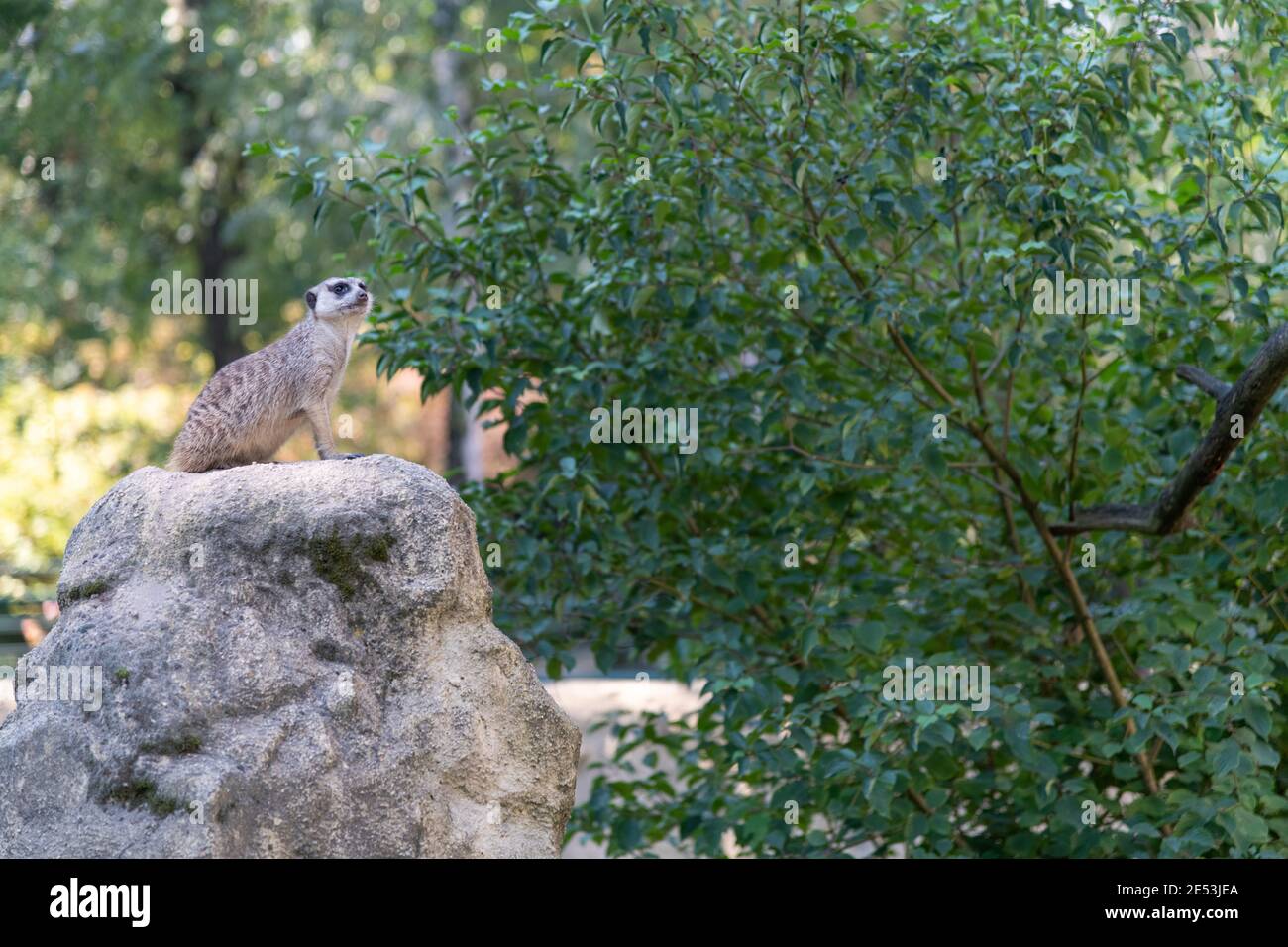 Watchfully High Resolution Stock Photography and Images - Alamy