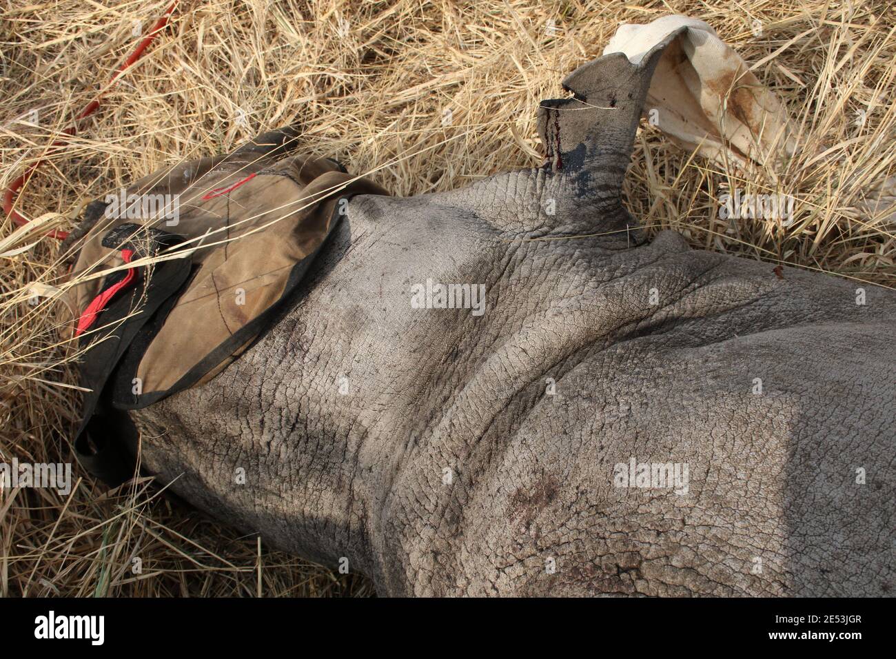 Rhino tracking device hi-res stock photography and images - Alamy
