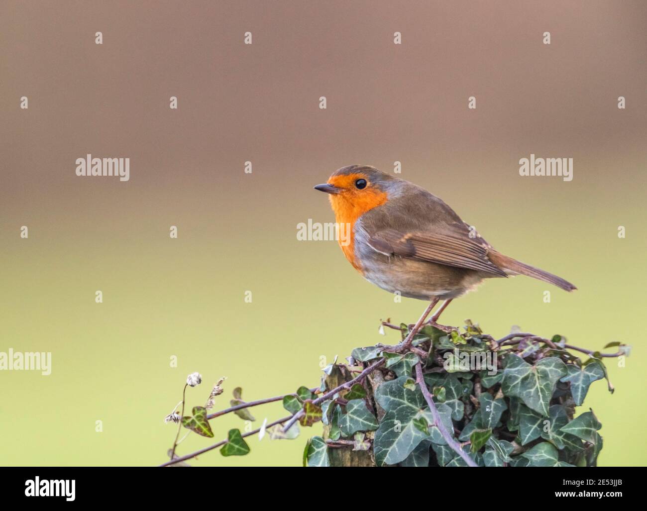 Birds: Robin at dusk Stock Photo - Alamy