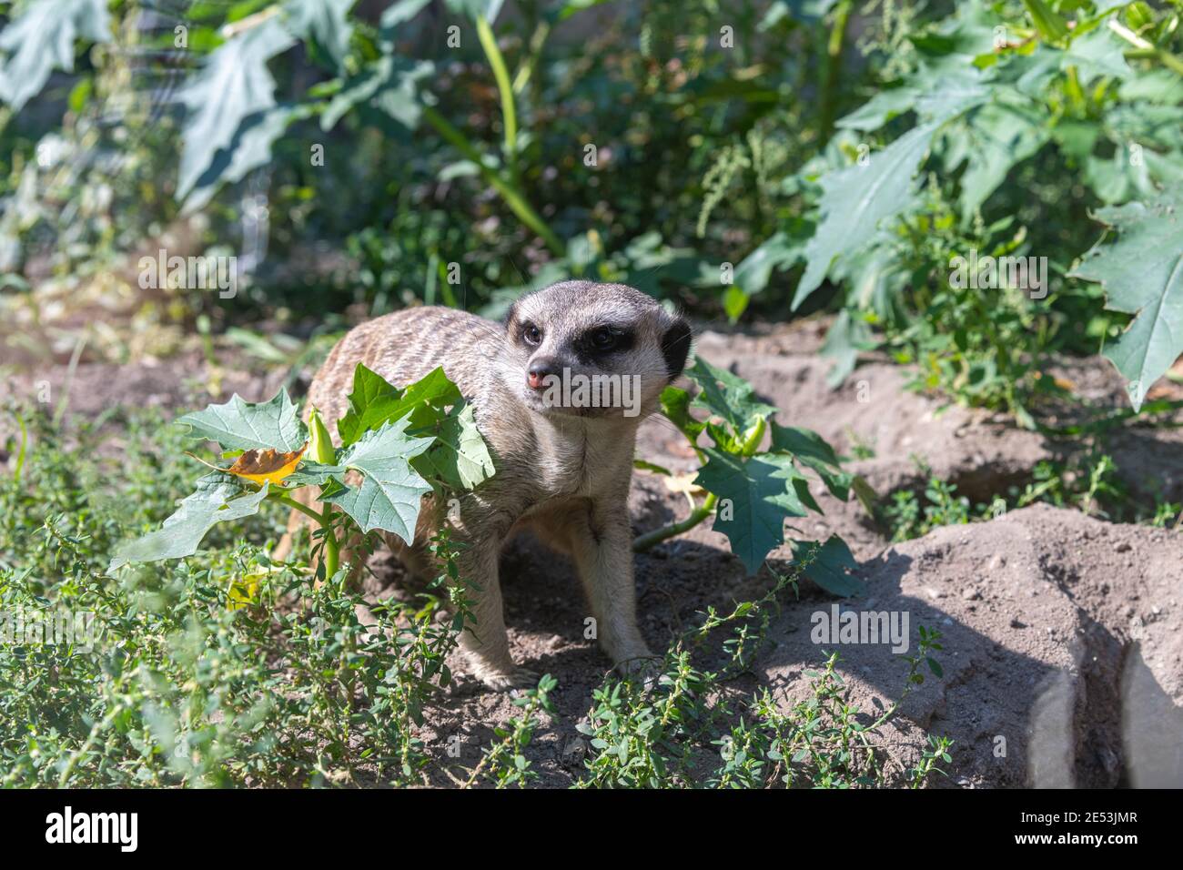 Extremely angry looking Meerkat standing on the ground behind some ...
