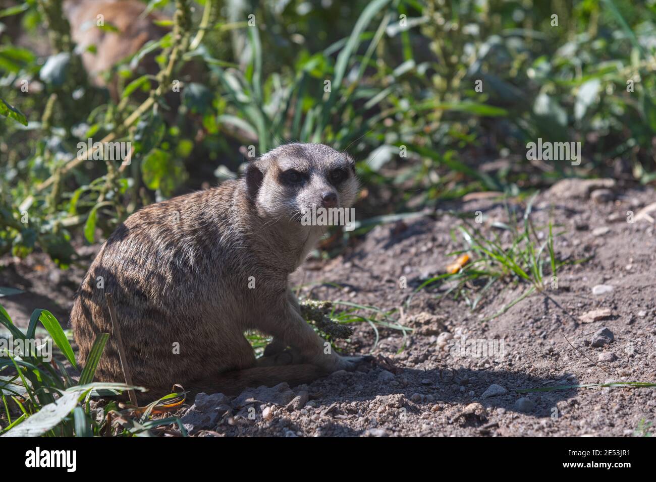 Angry meerkat hi-res stock photography and images - Alamy