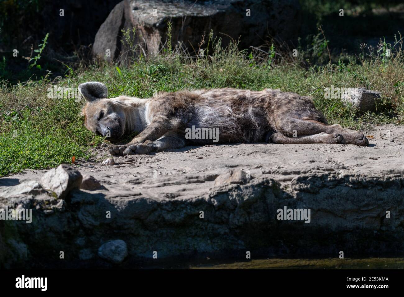 Spotted hyena relaxing hi-res stock photography and images - Alamy