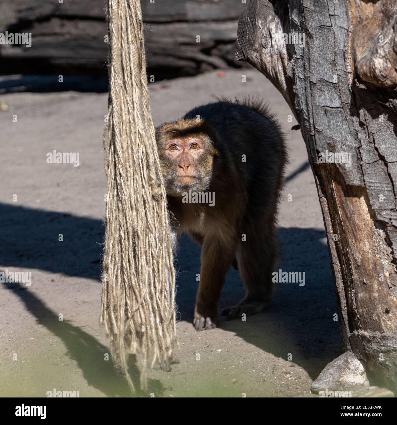 Primates climbers hi-res stock photography and images - Alamy