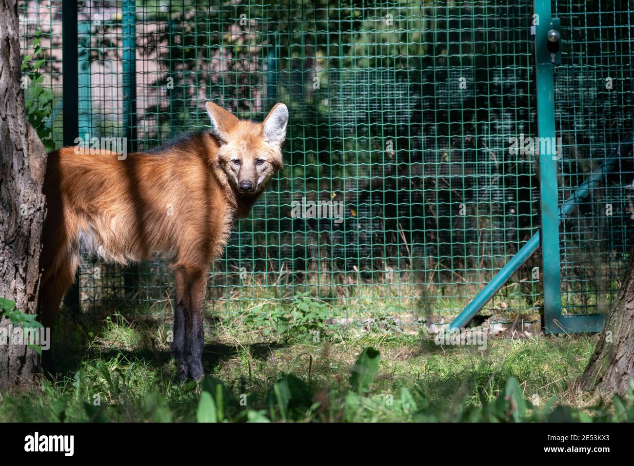 Zoo wolf fence hi-res stock photography and images - Alamy