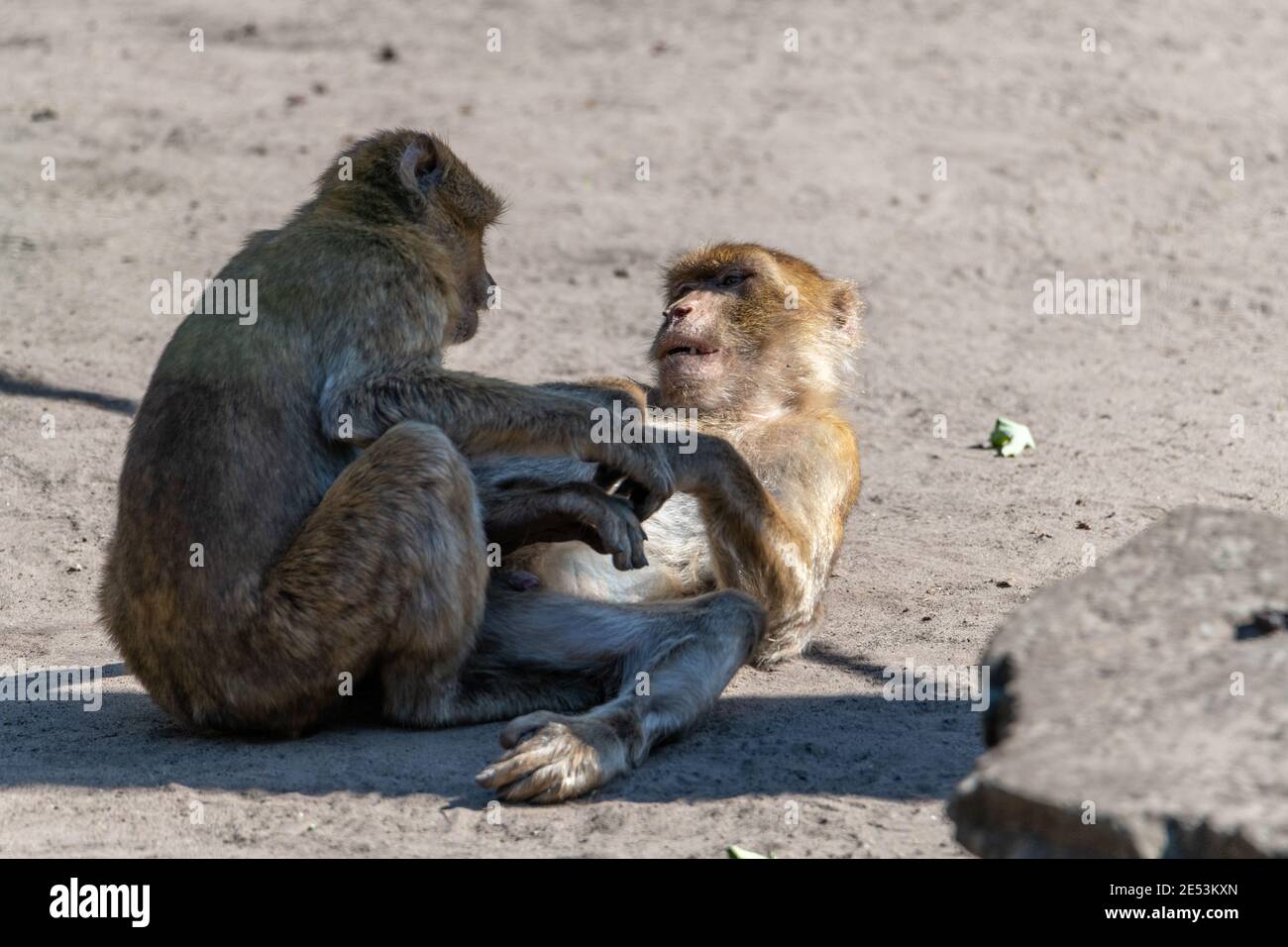 Two Macaque Monkeys playing, one being in the shade the other monkey ...