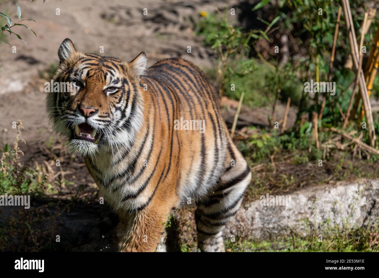 Walking Tiger in the sun, being wet and dirty from common duckweed ...