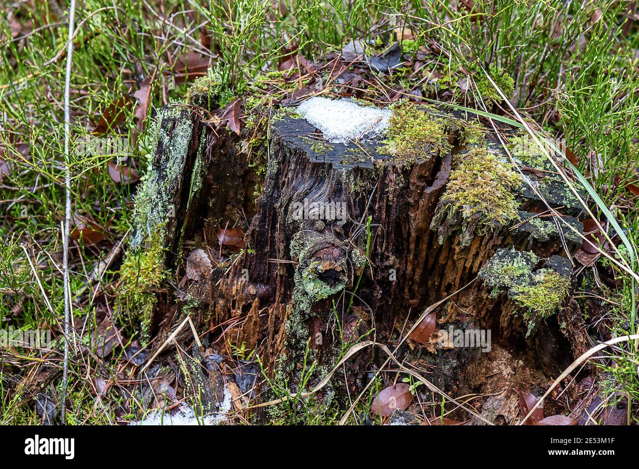 Beautiful old stump in forest hi-res stock photography and images - Alamy