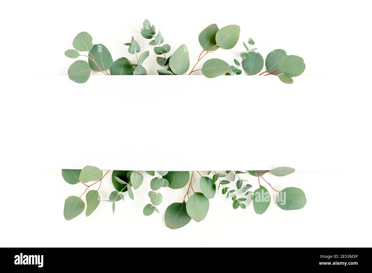 Frame, border made of green leaves eucalyptus isolated on white ...