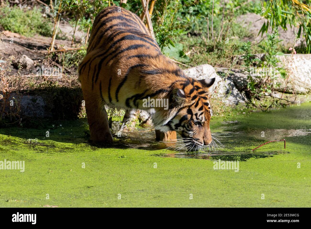 Tiger moving hi-res stock photography and images - Alamy