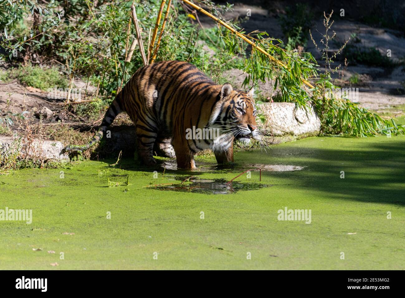 Tiger moving hi-res stock photography and images - Alamy