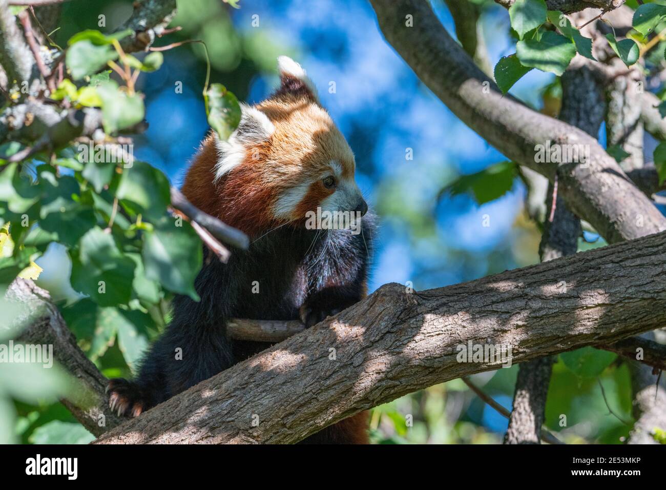 Panda climbing bamboo tree hi-res stock photography and images - Alamy