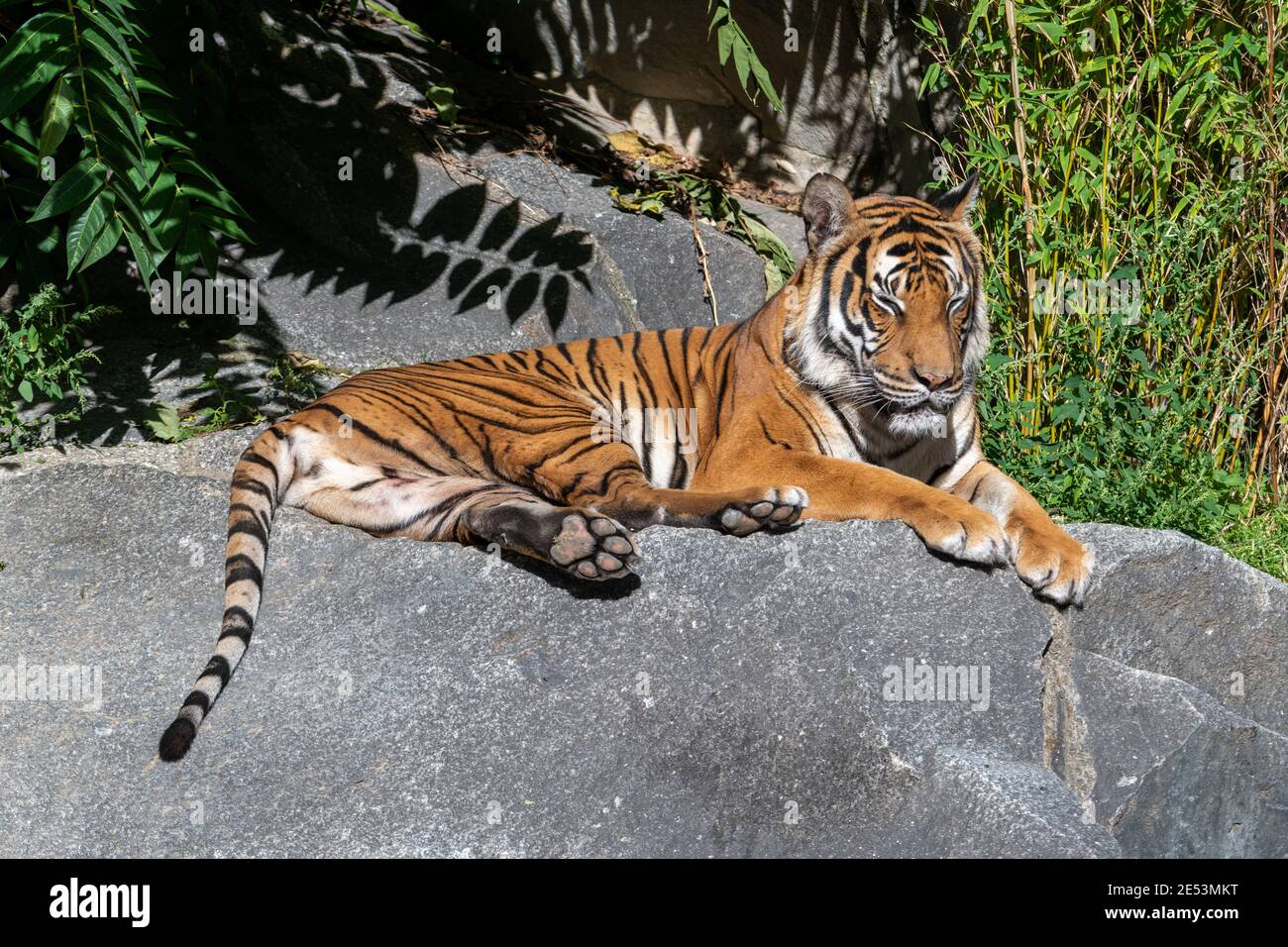Bengal tiger lying down on hi-res stock photography and images - Alamy