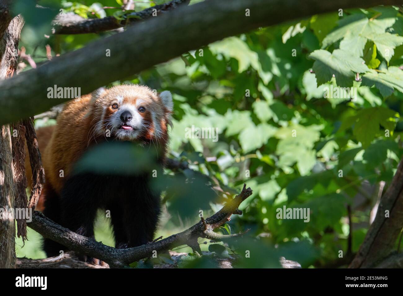 Red Panda (ailurus fulgens) with his tongue out looking directly at the ...