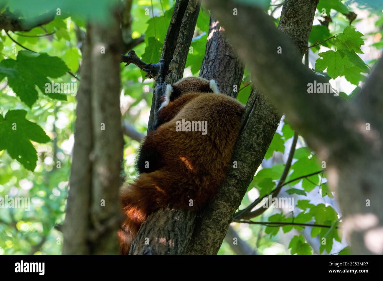 Butt and tail of a Red Panda on a tree, ailurus fulgens sleeping on a tree as seen from behind ...