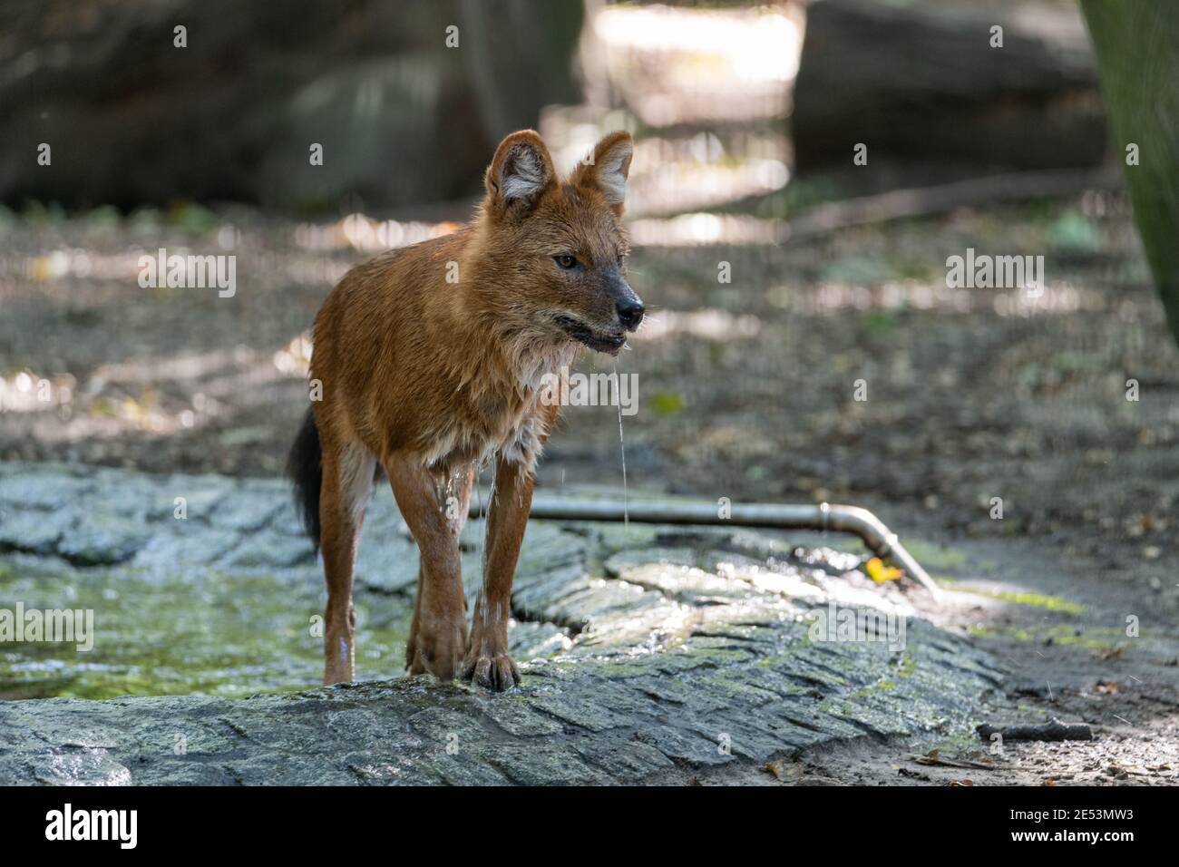 Asian Wild Dog (Dhole) walking out of a puddle with water dripping from ...