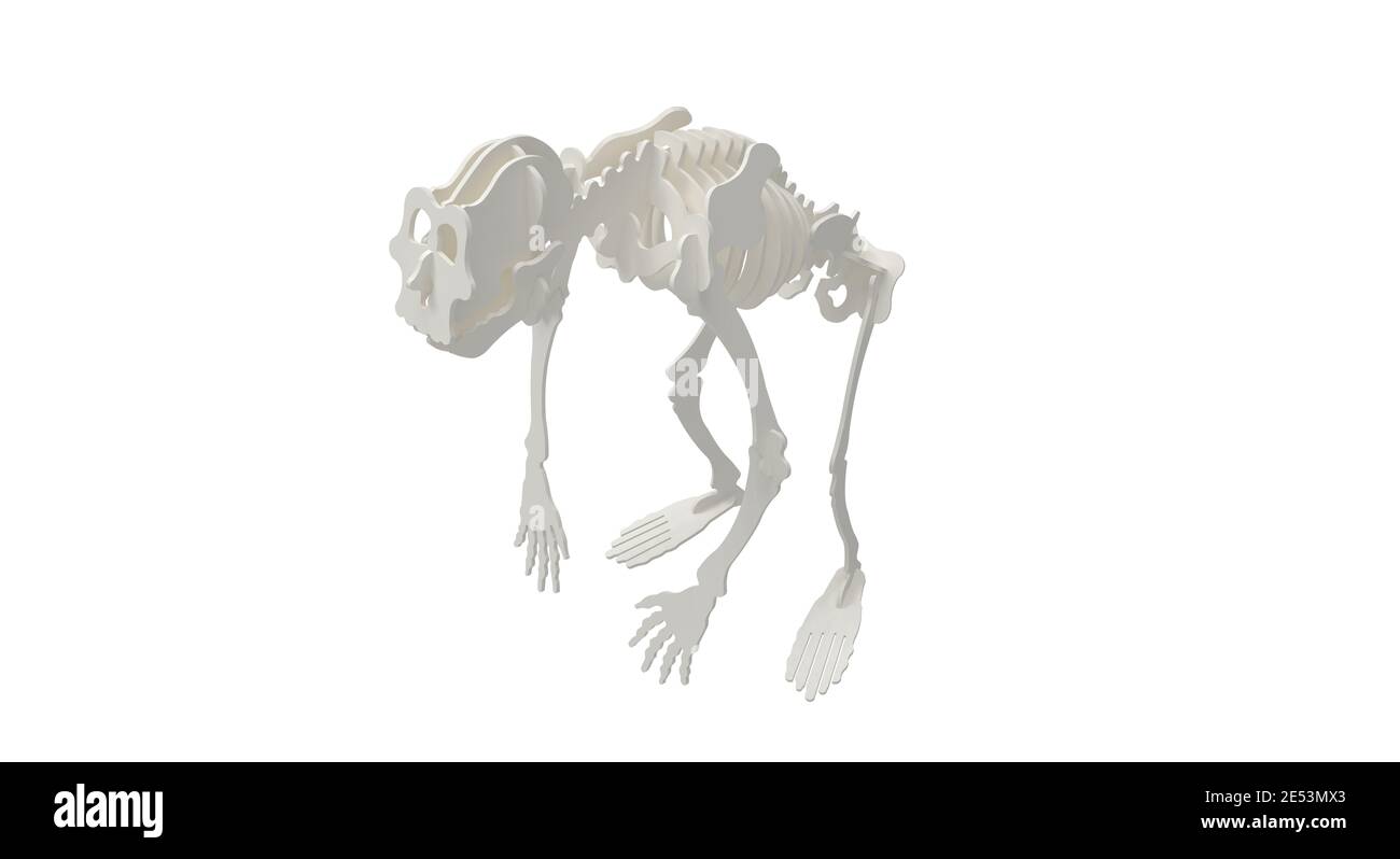 3D rendering of a primate abstract skeleton isolated in studio white ...