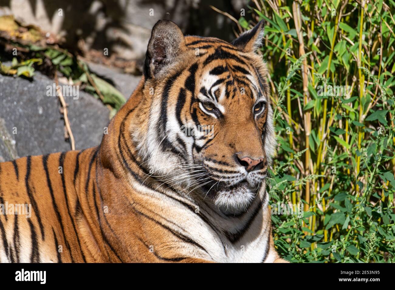 Tiger sitting hi-res stock photography and images - Alamy