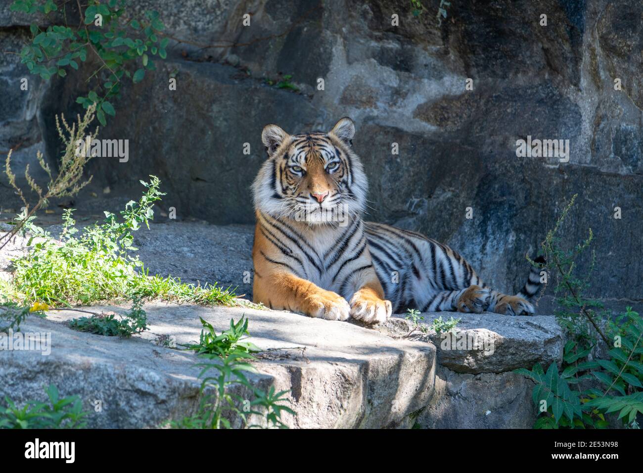Male tiger laying down looking hi-res stock photography and images - Alamy