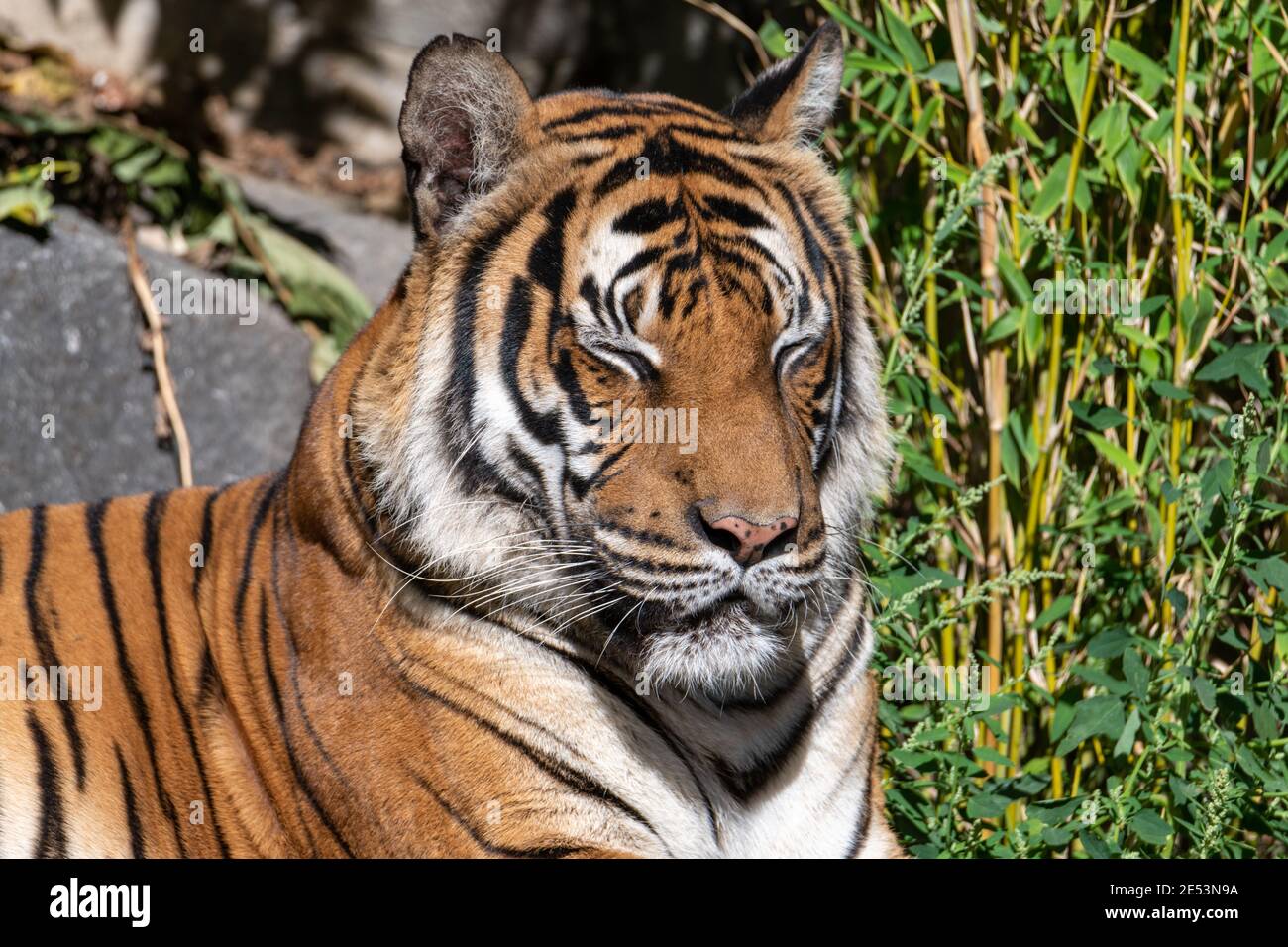 Tiger laying down hi-res stock photography and images - Alamy