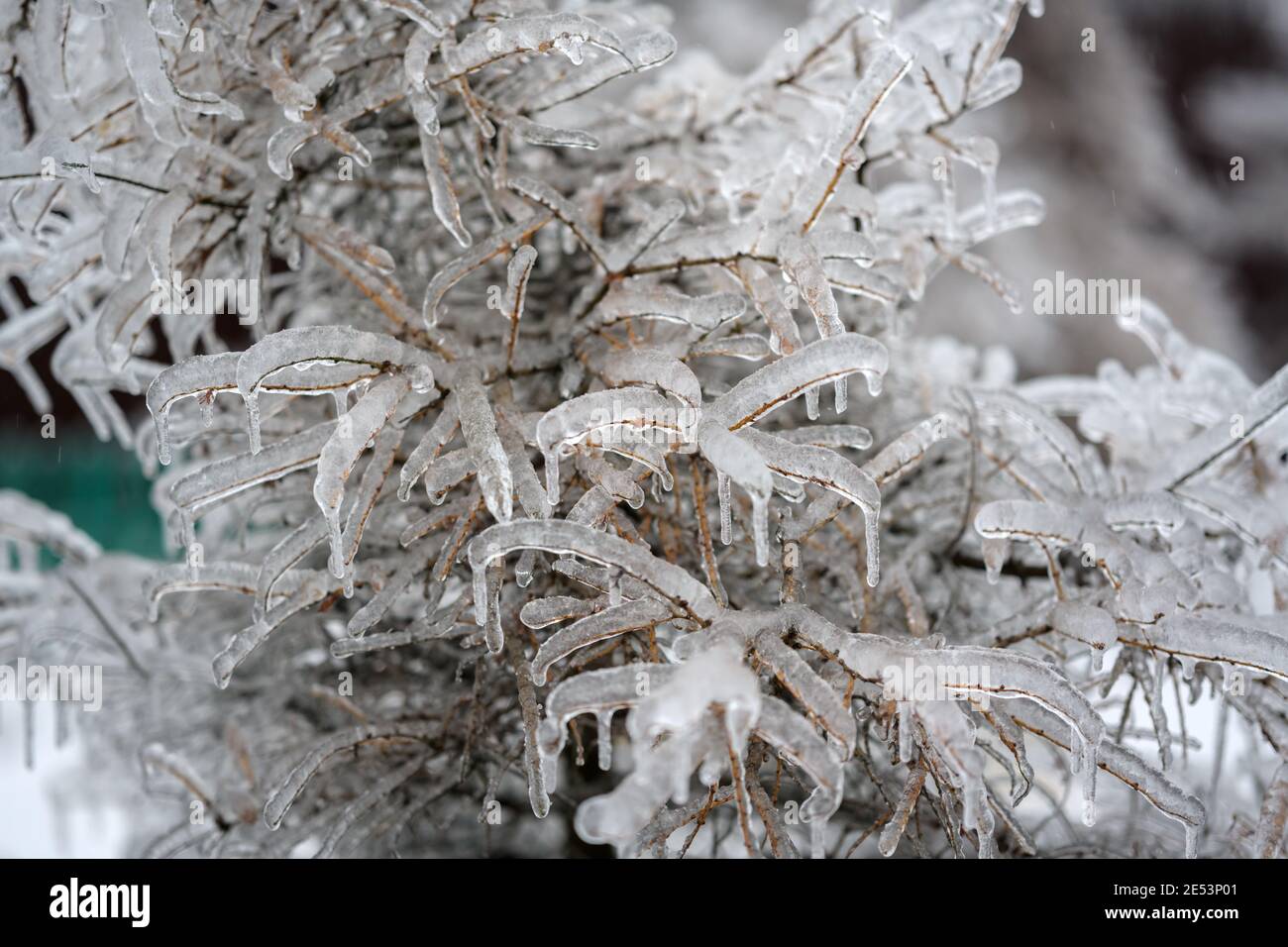 Trees are covered with a crust of ice after icy rain. Natural disaster ...