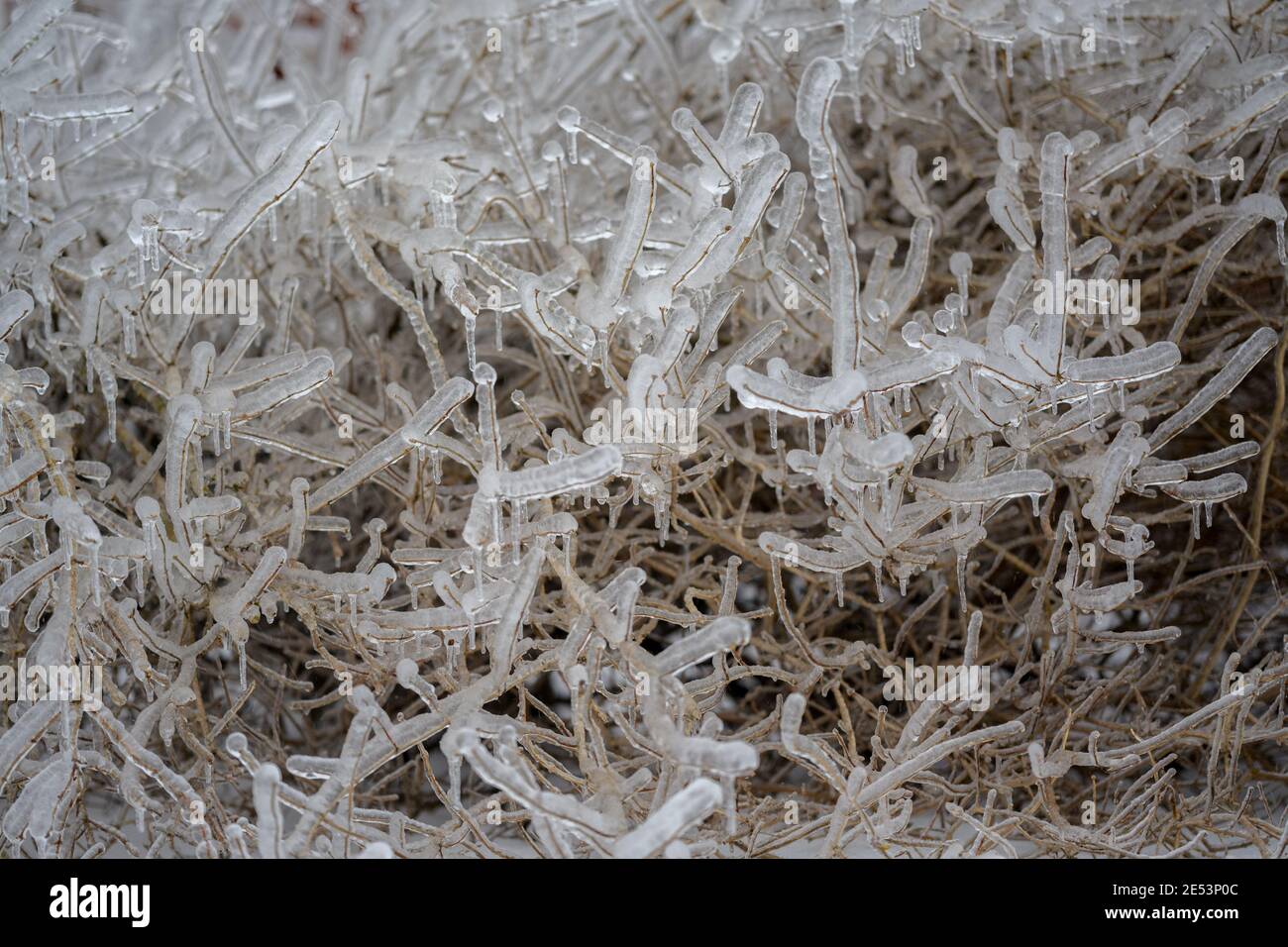 Grass are covered with a crust of ice after icy rain. Natural disaster ...