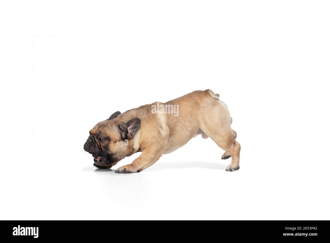 Adorable motion Cut Out Stock Images & Pictures - Alamy