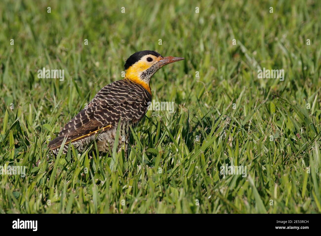 Campo Flicker (Colaptes campestris), on a lawn outside the Sheraton ...