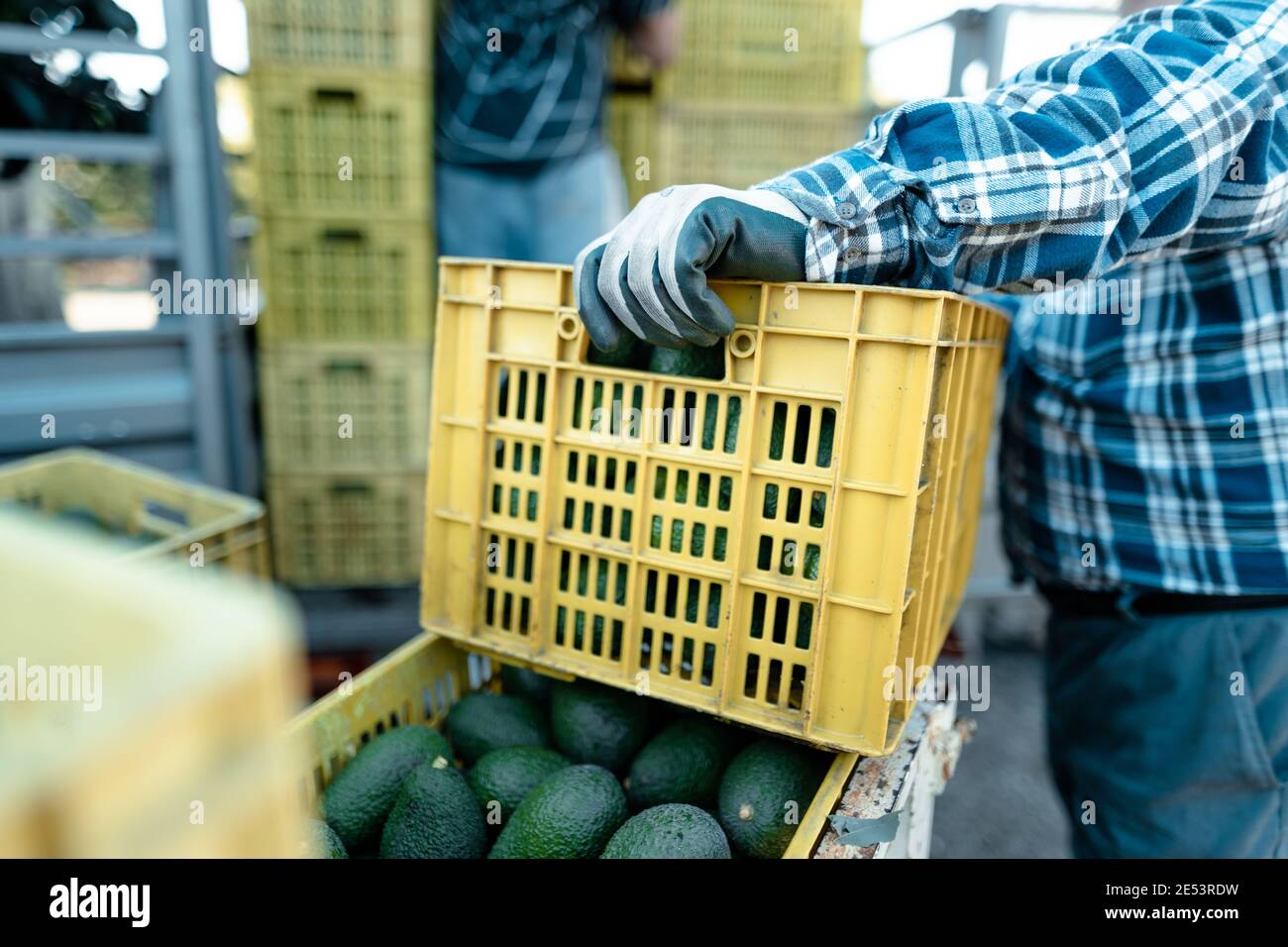 Farmers loading produce into truck hi-res stock photography and images ...