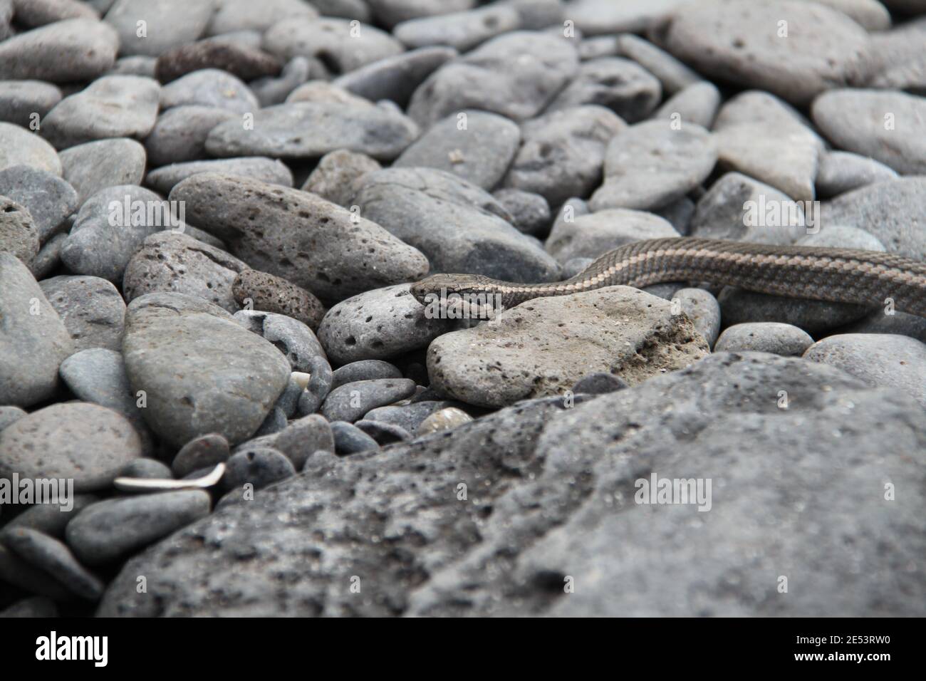 Galapagos snake hi-res stock photography and images - Alamy