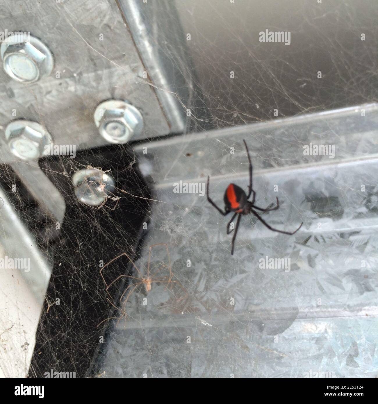 Australian spiders hi-res stock photography and images - Alamy